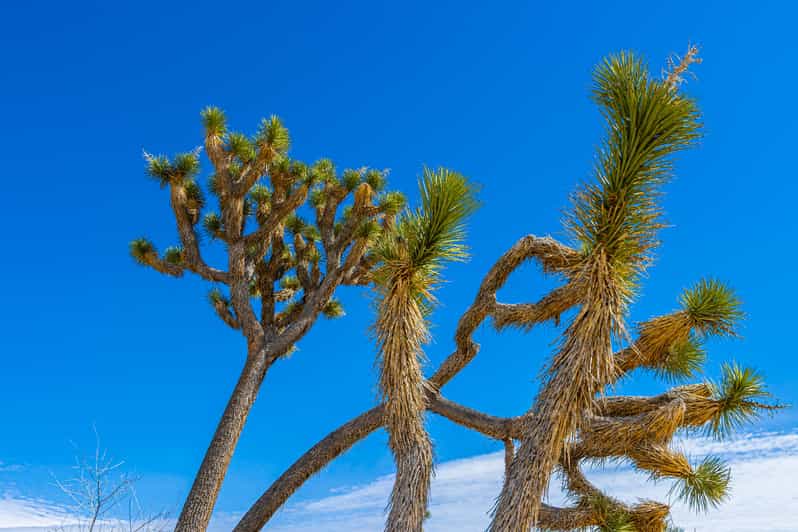 Joshua Tree: Keys View Iconic Driving Tour | GetYourGuide