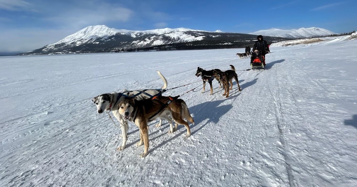 Whitehorse : Fall Dry-Land Mushing Adventure with Huskies | GetYourGuide