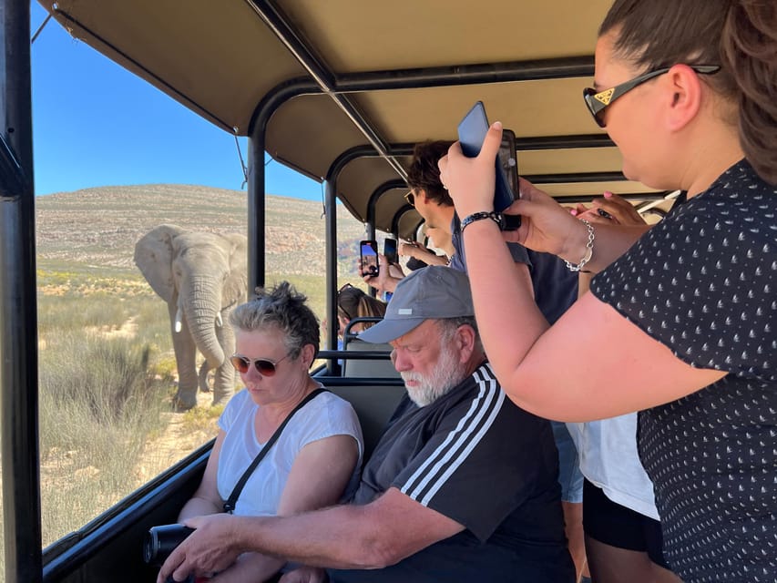 Big-Five Safari Experience Near CapeTown, South Africa | GetYourGuide