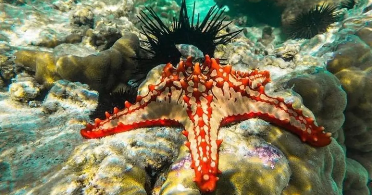 Isla de Pemba Misali- Excursión privada de día completo | GetYourGuide