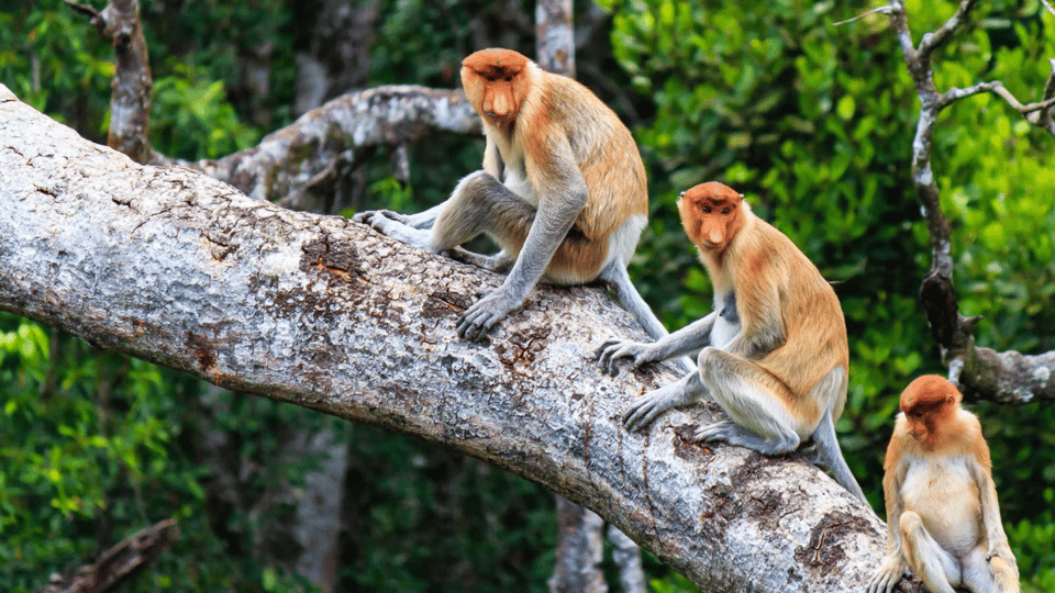 Kota Kinabalu : Fireflies & Sky Mirror Dream Beach Bongawan | GetYourGuide