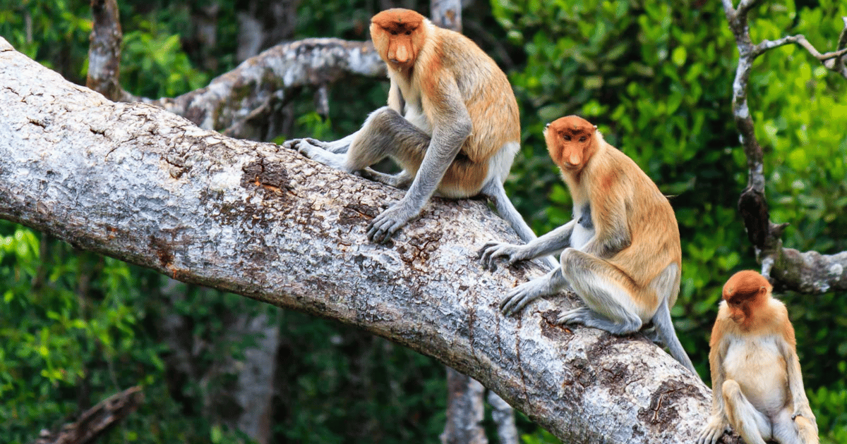 Kota Kinabalu : Fireflies & Sky Mirror Dream Beach Bongawan | GetYourGuide