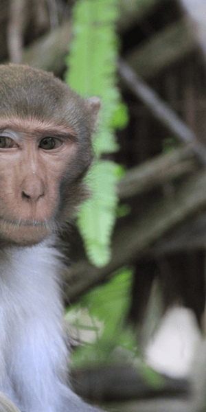 Silver Springs: Manatees and Monkeys Clear Kayak Guided Tour | GetYourGuide