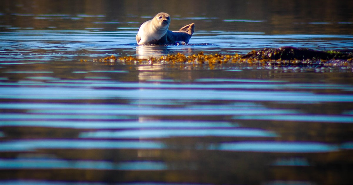 West Sweden: Paddle with seals | GetYourGuide
