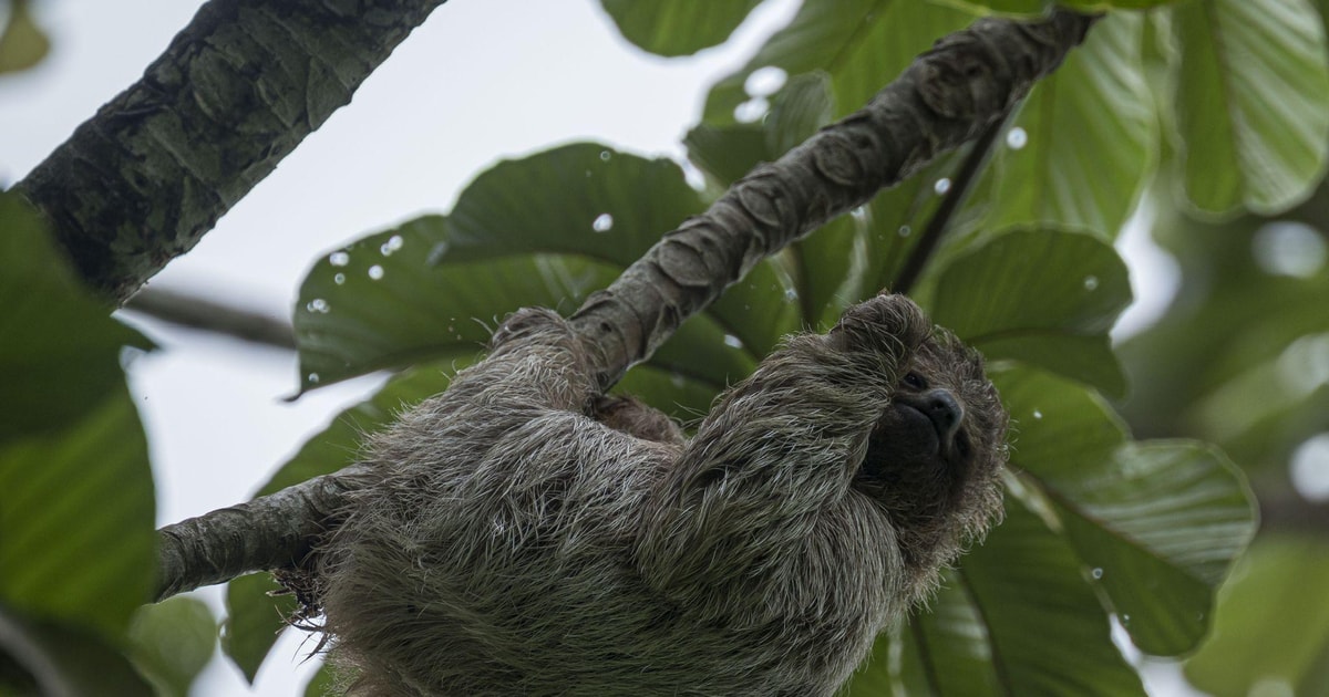 Guanacaste: Sloths -Rain Forest Hike & Tree Planting/Private | GetYourGuide