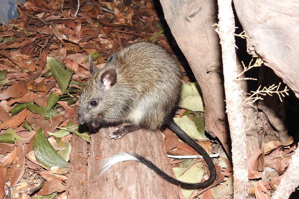 From Darwin: 1 Day Territory Wildlife Park Tour | GetYourGuide