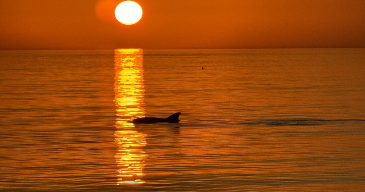 Clearwater Beach: crucero al atardecer con avistamiento de delfines ...