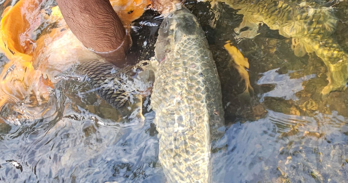 Kota Kinabalu: Tagestour zum Poring Hot Spring und zum Kinabalu Park ...