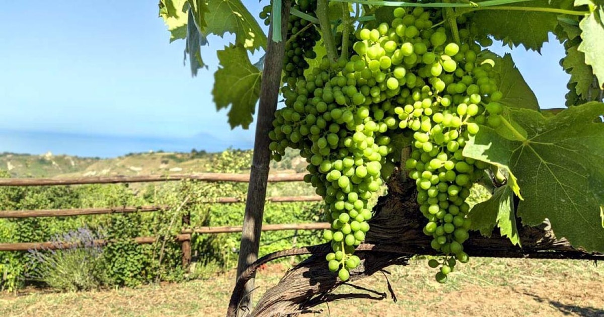 Tropea : Cours de cuisine calabraise avec déjeuner | GetYourGuide