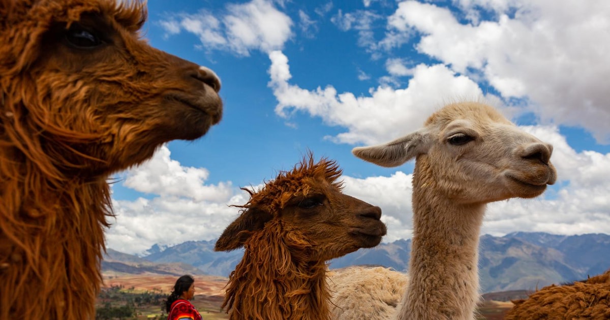 Cusco: Alpaca Therapy + Healing with Clay |Lunch - Private| | GetYourGuide