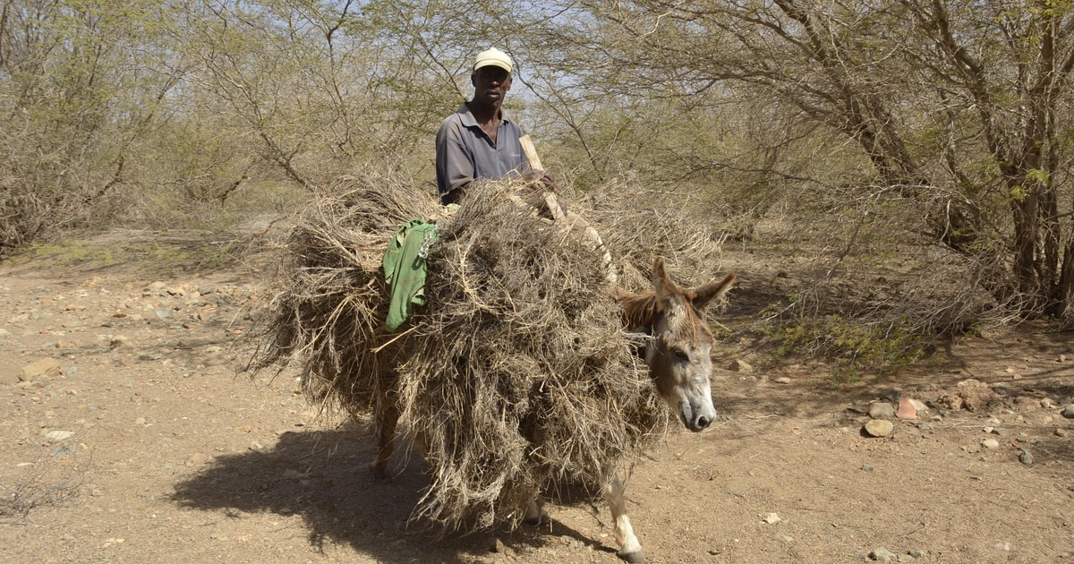 Boavista: Traditional & Local Experience Tour | GetYourGuide