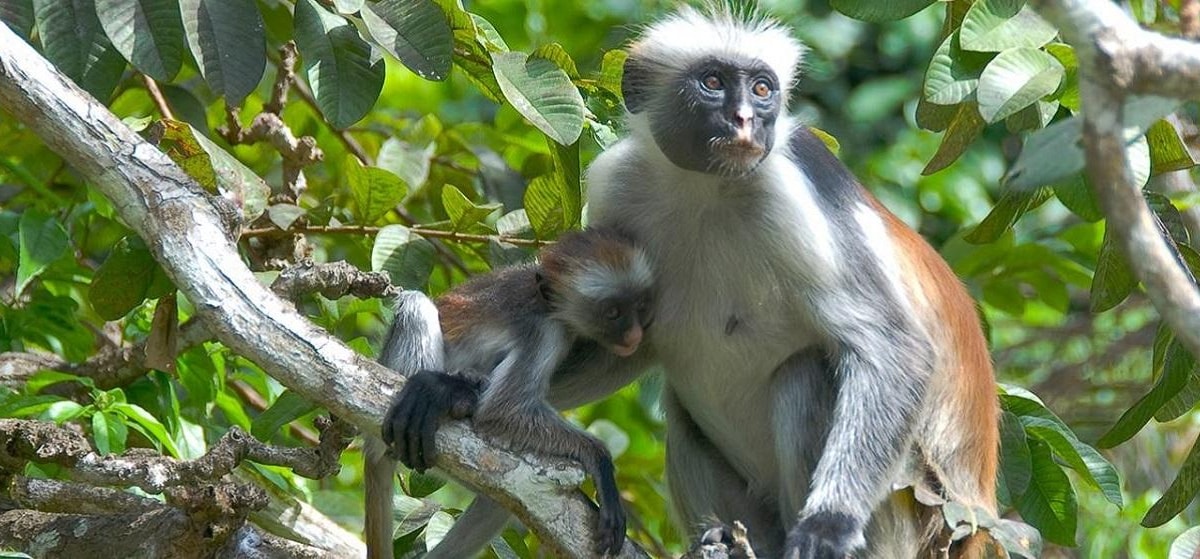 Zanzibar: Jozani Forest and Spice Farm Tour with Transfer | GetYourGuide