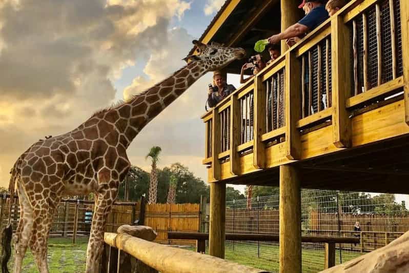 Orlando: Wild Florida Airboats & Gator Park Experience | GetYourGuide