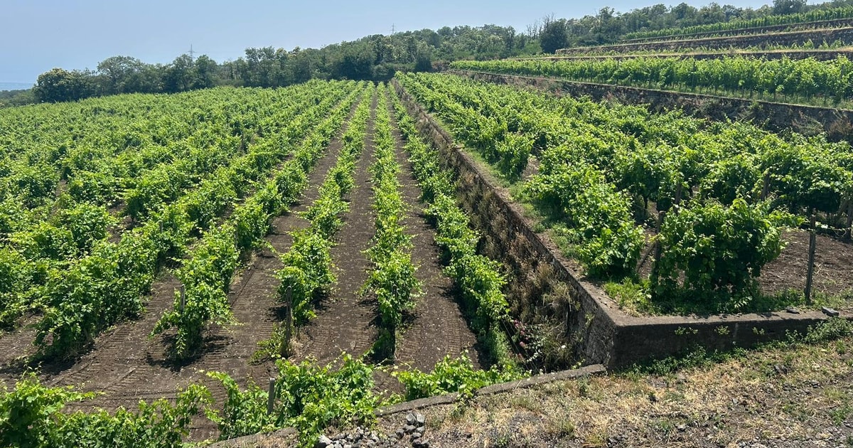 Private Etna Tour: Lunch, Wine Tasting in the Cellar from Taormina ...