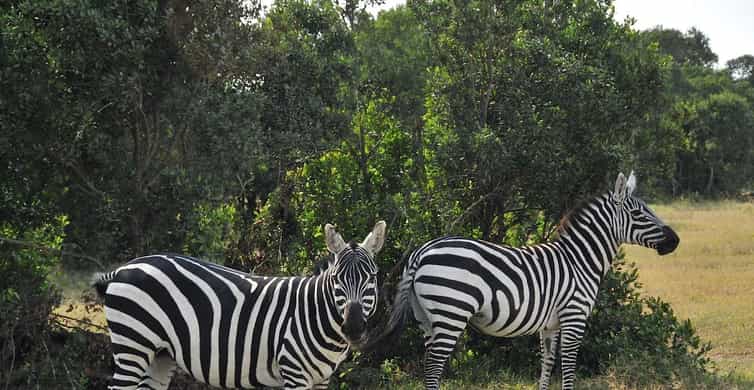 Parc national de Nairobi : promenade nocturne avec prise en charge ...