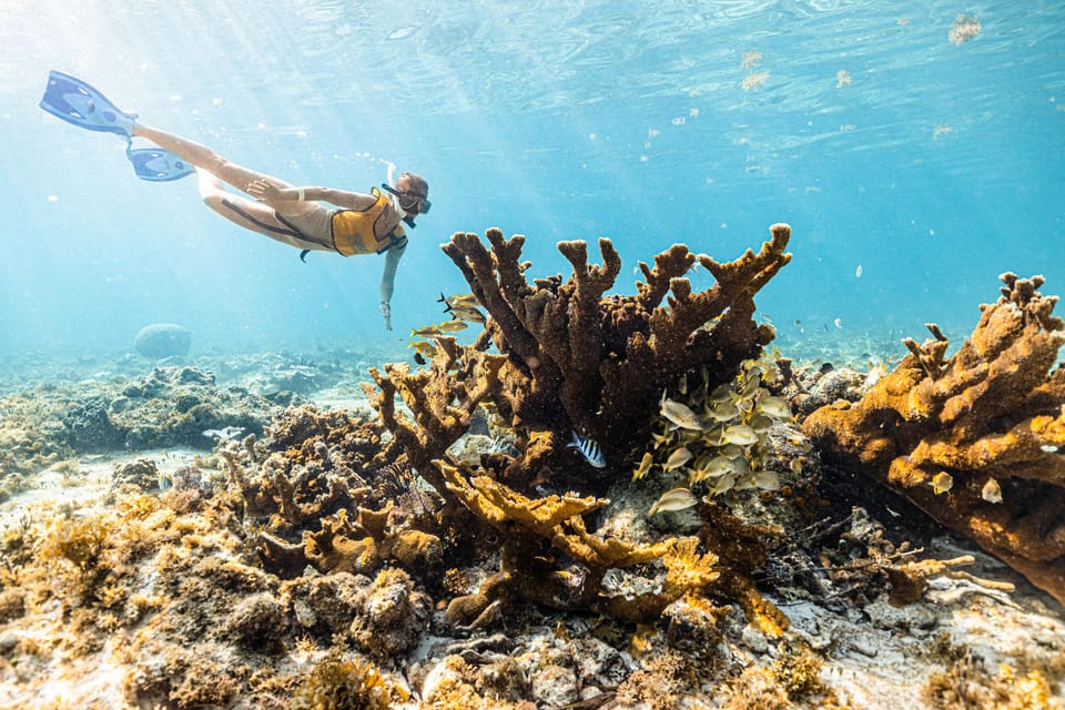 Snorkel Paradise Cancun and underwater museum in Nizuc | GetYourGuide