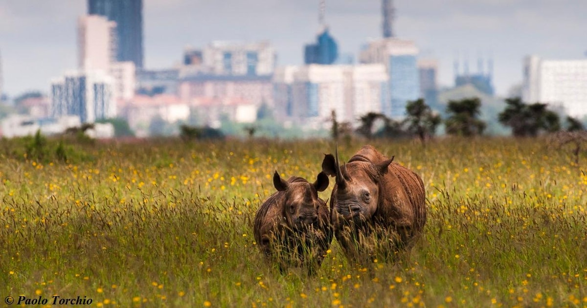 Nairobi : promenade dans le parc national et visite d'une fabrique de ...