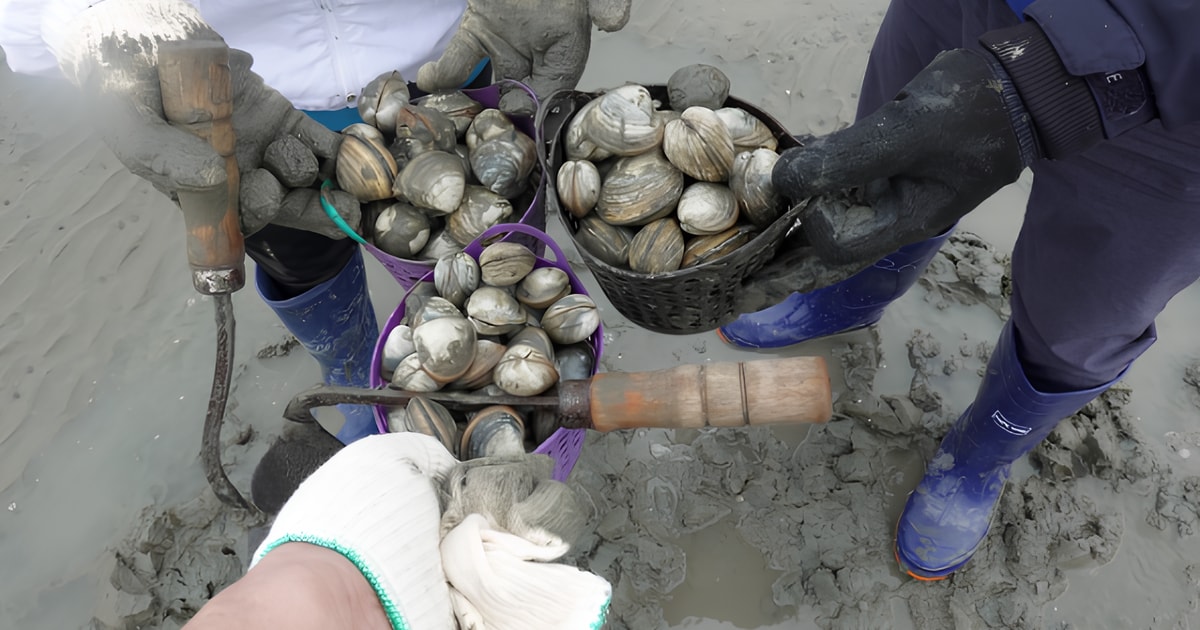 From Busan: Geoje Mudflat Experience and Korean Gourmet Food | GetYourGuide