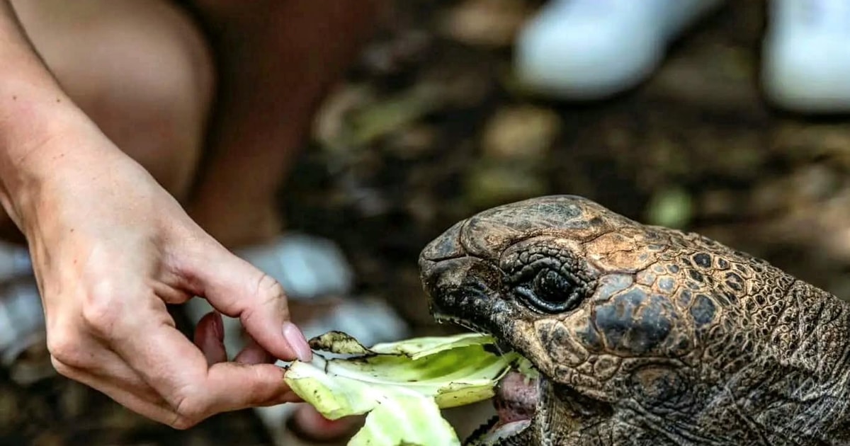Durfen Schildkroten Tomaten Essen