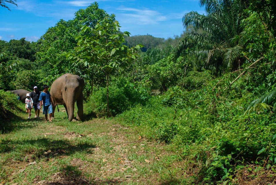 Phuket: Ethical Elephant Sanctuary Experience | GetYourGuide
