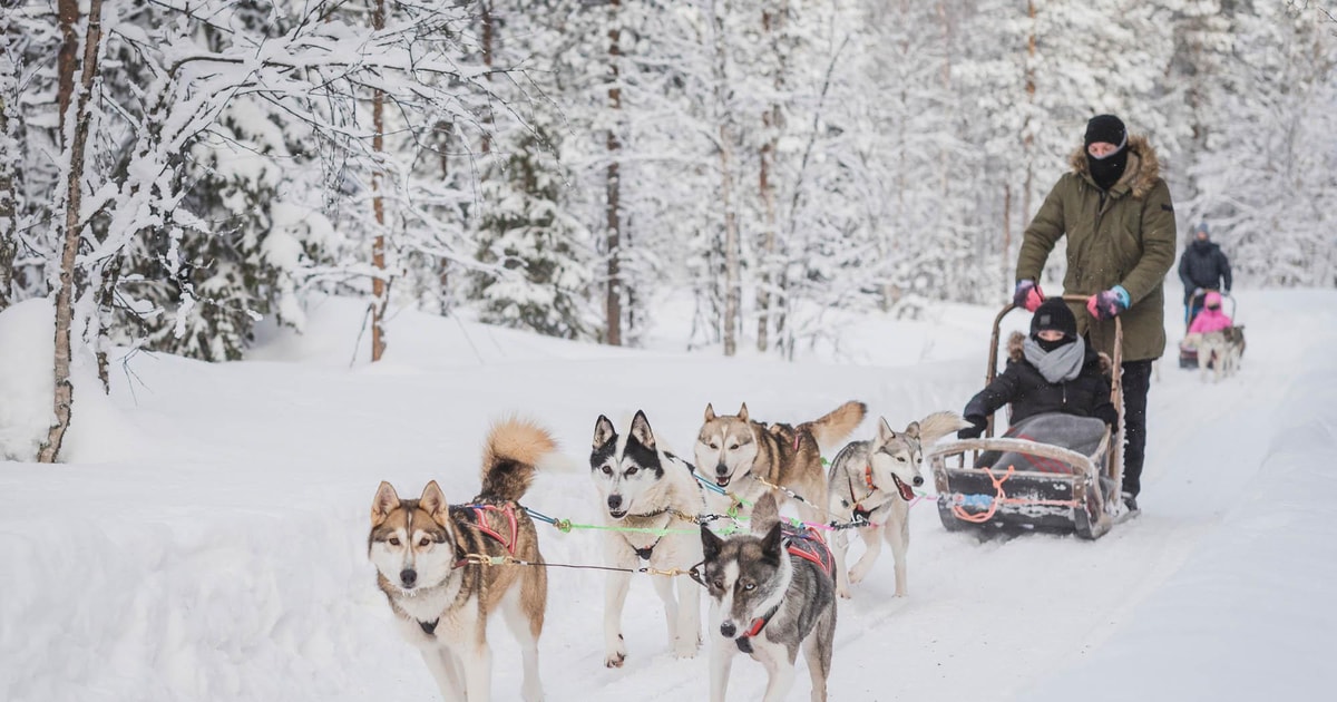 Levi: Guided 3km Husky Safari with Hot Drink and Cookie | GetYourGuide