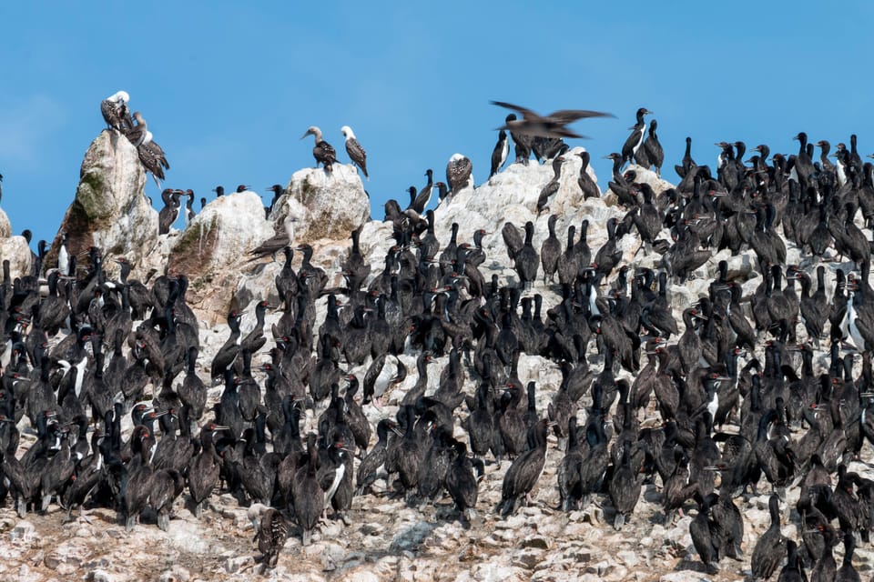 From Paracas: Ballestas Island Marine Wildlife Watching | GetYourGuide