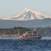 Orcas Island: Whale and Orca Guided Speedboat Tour - 2026 (Verified ...