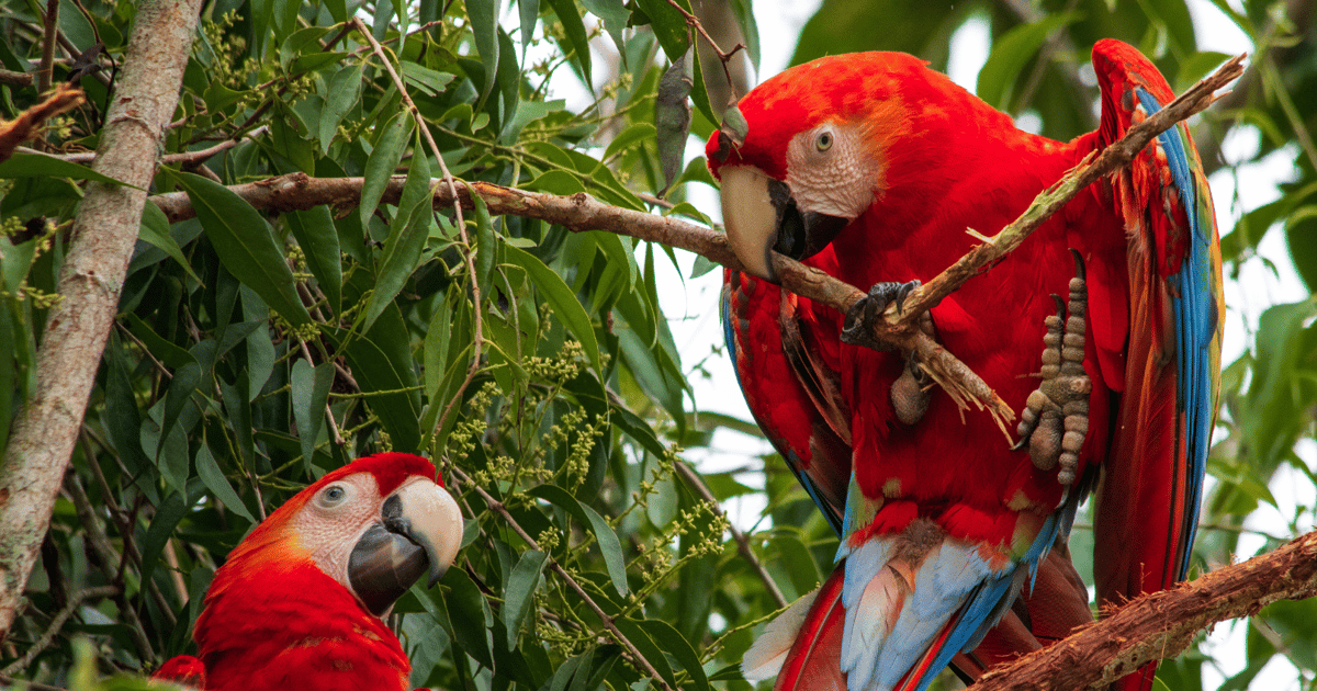 Manu Amazon Tour 3 Days | GetYourGuide