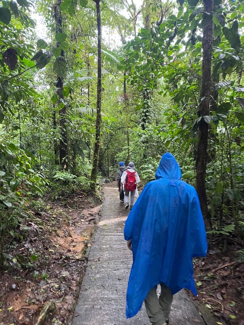 Sloth Tour and Rain Forest hike to see Rio Celeste Waterfall | GetYourGuide
