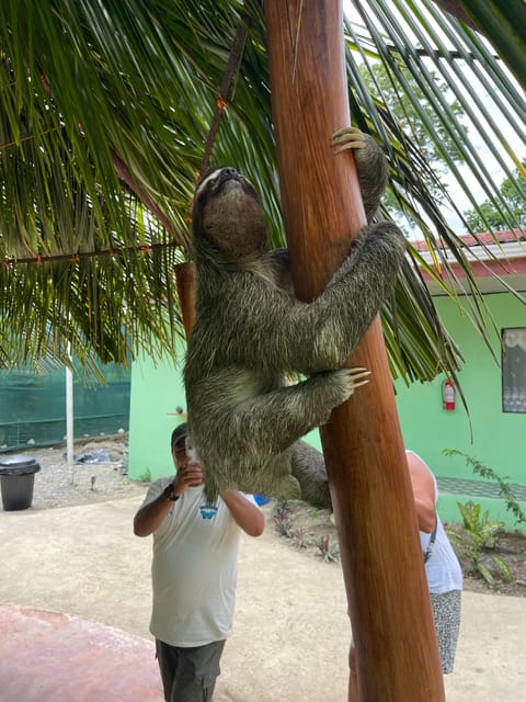 private tour to Cahuita nat. Park & Maratopia | GetYourGuide