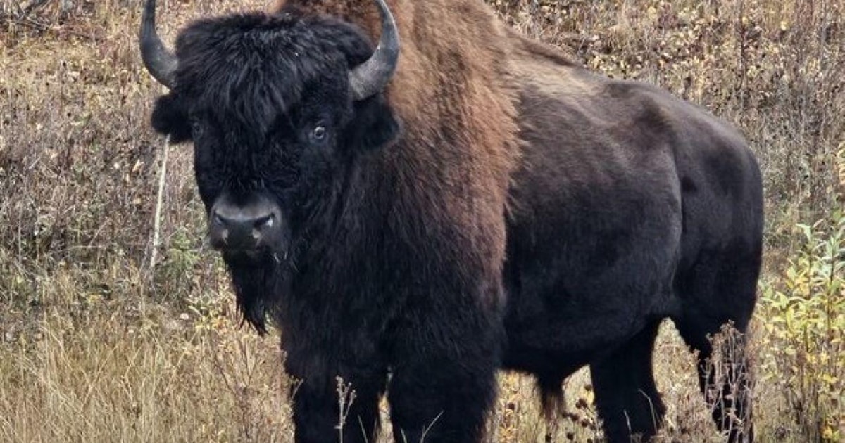 Yellowknife: Wild Bison Highway Tour | GetYourGuide