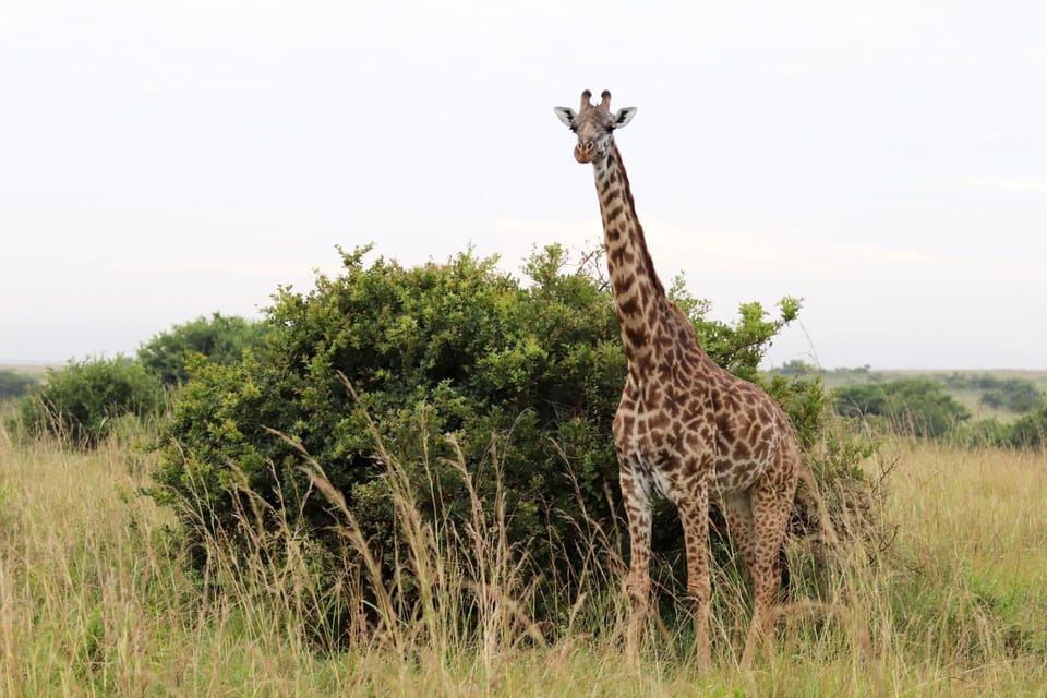 Maasai Magic & Nakuru's Charms: 4-Day Wilderness Safari | GetYourGuide