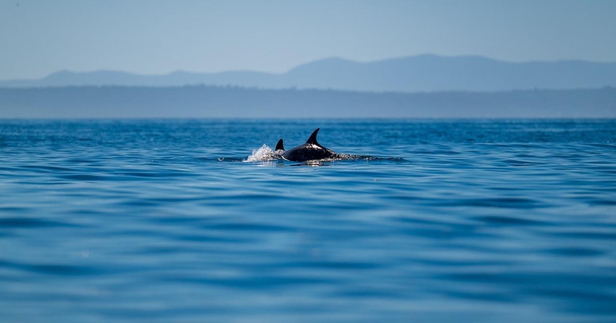 Lisbon: Ocean Safari with Marine Biologists | GetYourGuide