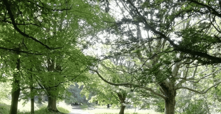 Maidstone: Mote Park Nature Walk and Drawing Workshop | GetYourGuide