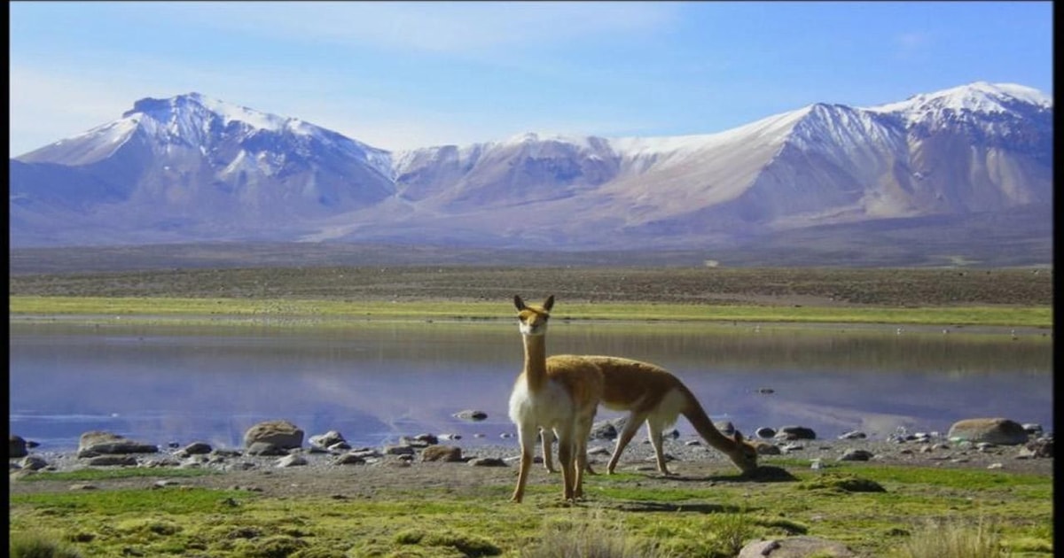 Lauca National Park and Chungara lake | GetYourGuide