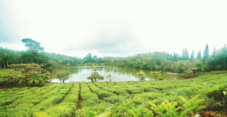 Mauritius: Tea, Rum and Vanilla Route with Lunch and Pickup | GetYourGuide