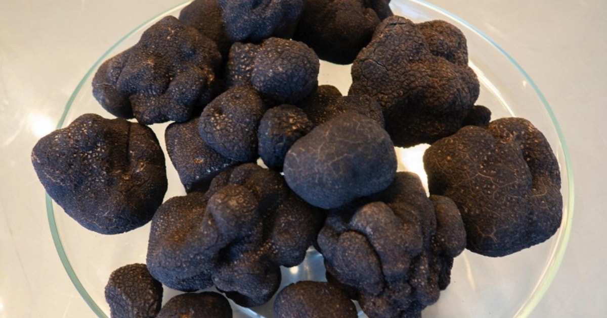 Oberon: Truffle Hunt and Tasting Experience | GetYourGuide
