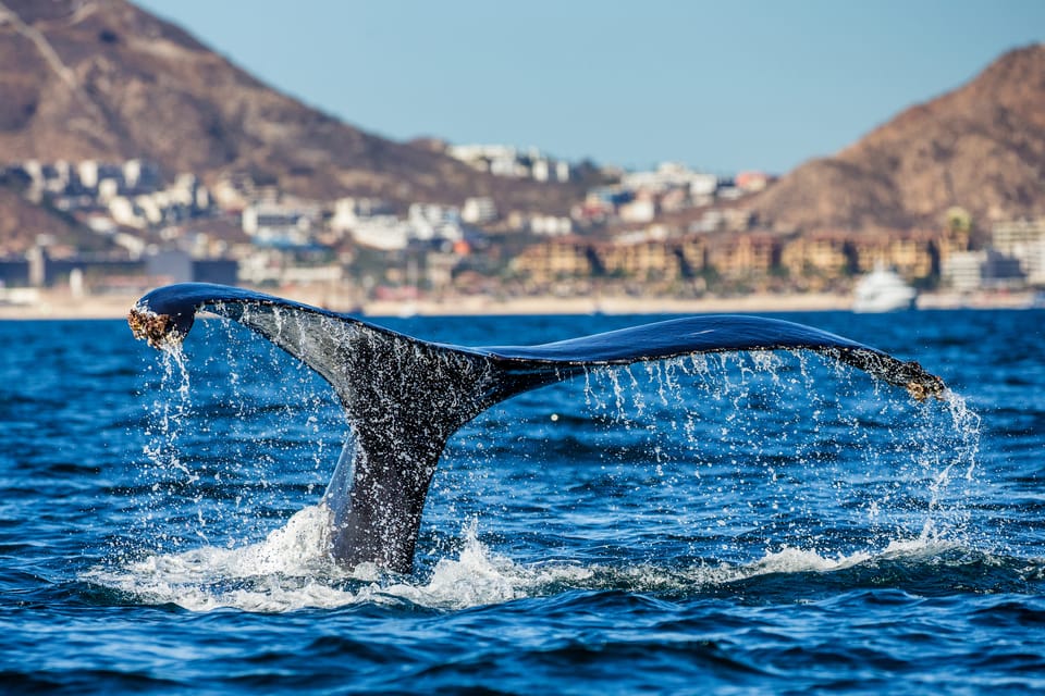 Cabo San Lucas: avistamiento de ballenas en catamarán | GetYourGuide