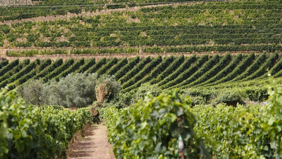 Oporto: Visita a las Bodegas del Valle del Duero con almuerzo y crucero ...