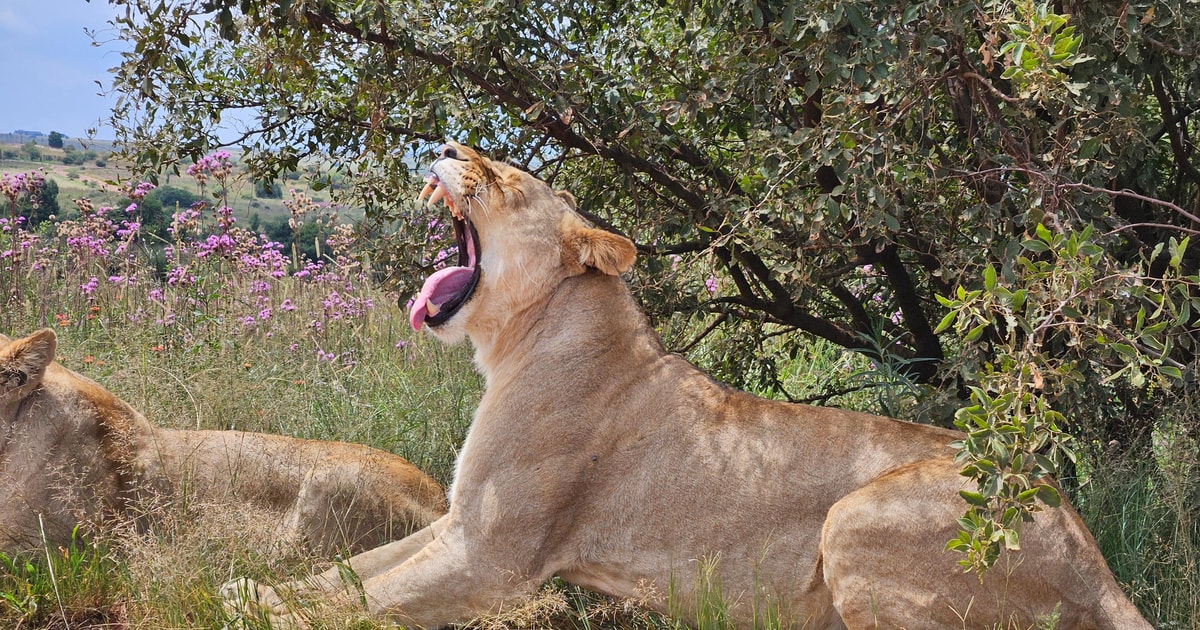Safari and Lion Park / Cradle of Humakind, Maropeng Museum | GetYourGuide
