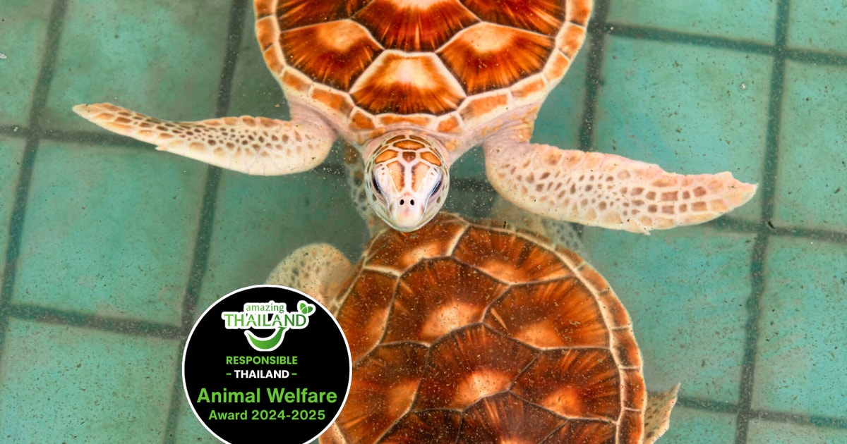 Phuket: Sea Turle Center,Temples,Tsunami & Elephant and More | GetYourGuide