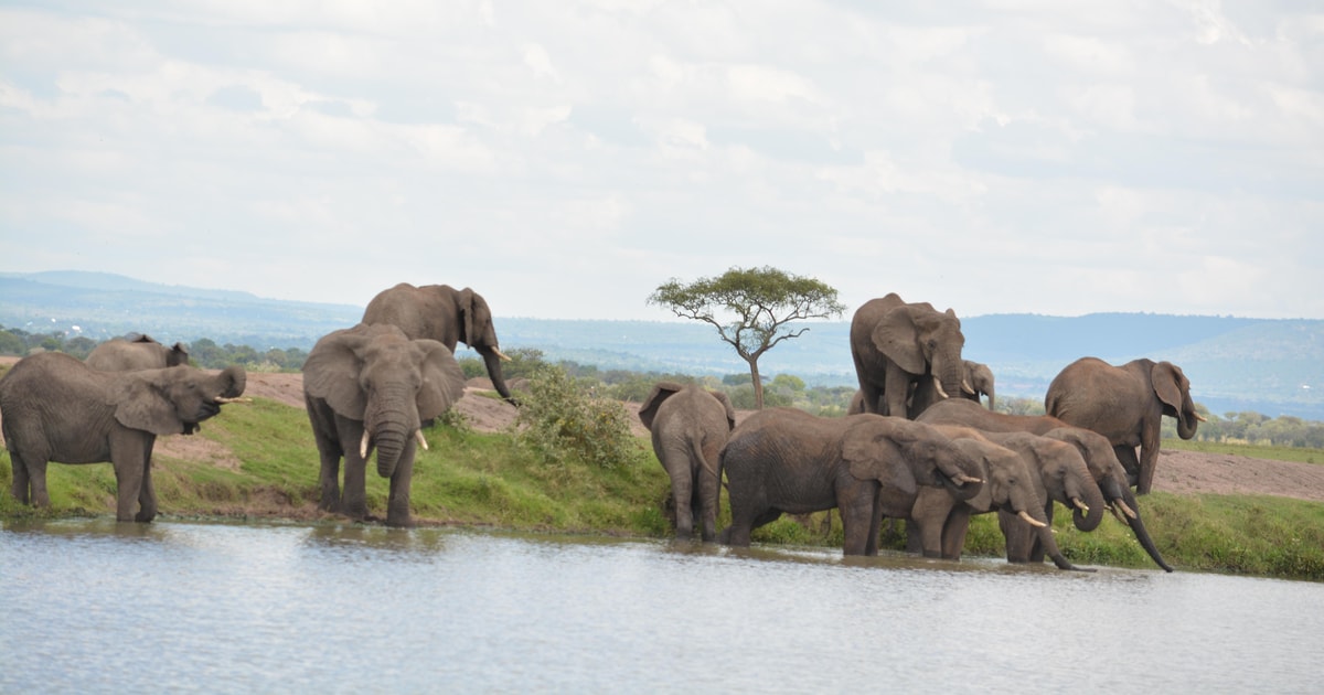 Von Arusha/Karatu: Tagestour zum Ngorongoro-Krater mit Mittagessen ...