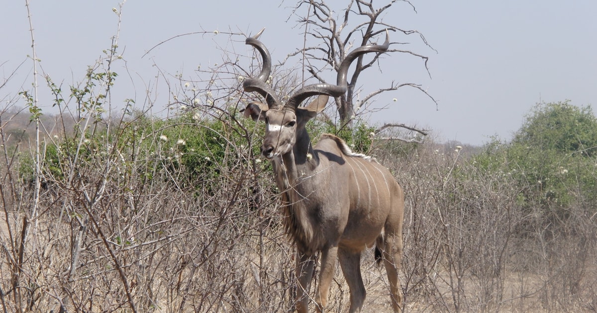 Chobe Day Trip | GetYourGuide
