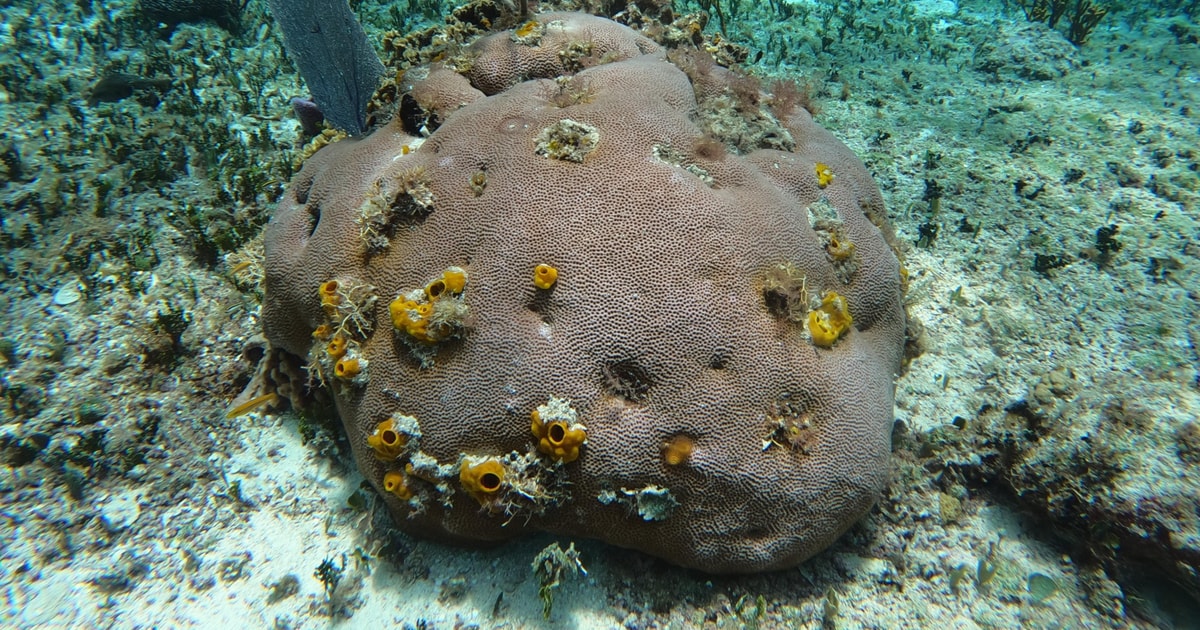 Practica snorkel en la costa con Chivis Del Mar. | GetYourGuide