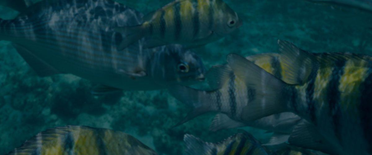 Riviera Maya: Hele dag privé catamaran naar Isla Mujeres | GetYourGuide