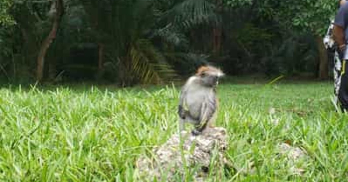 Jozani forest,Salam cave aquarium and the rock | GetYourGuide