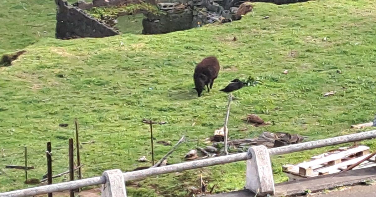 EAST MADEIRA:,Vârfuri, Plimbare prin pădure,Acoperișuri de paie ...