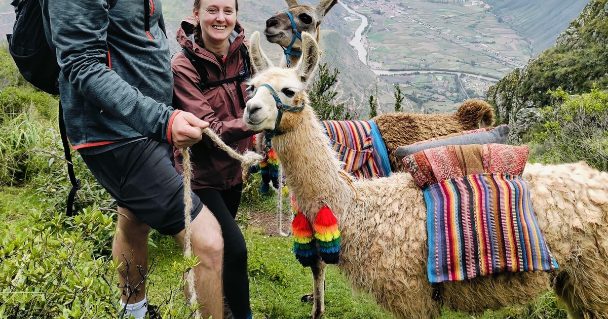 The Llama Hiking & History Experience in Racchi Ayllo | GetYourGuide