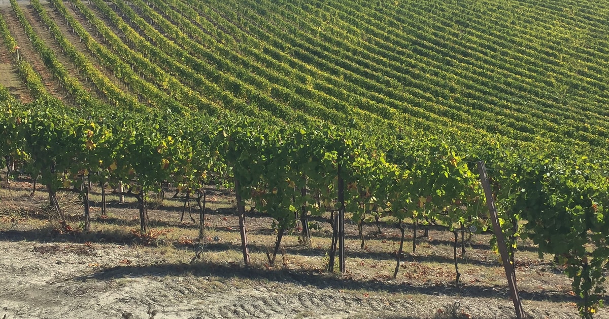 Gavi: Vineyard Tour with Truffle and Wine Tasting | GetYourGuide
