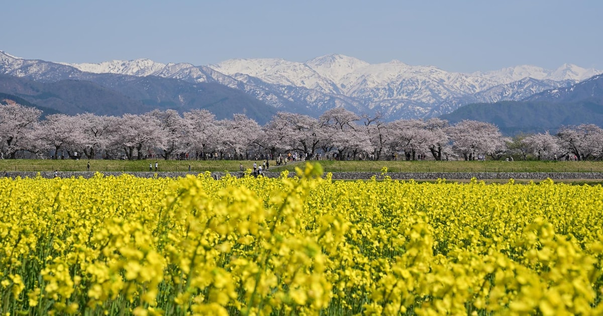 Kanazawa/Toyama: Spring Quartet of Flowers Day Tour | GetYourGuide